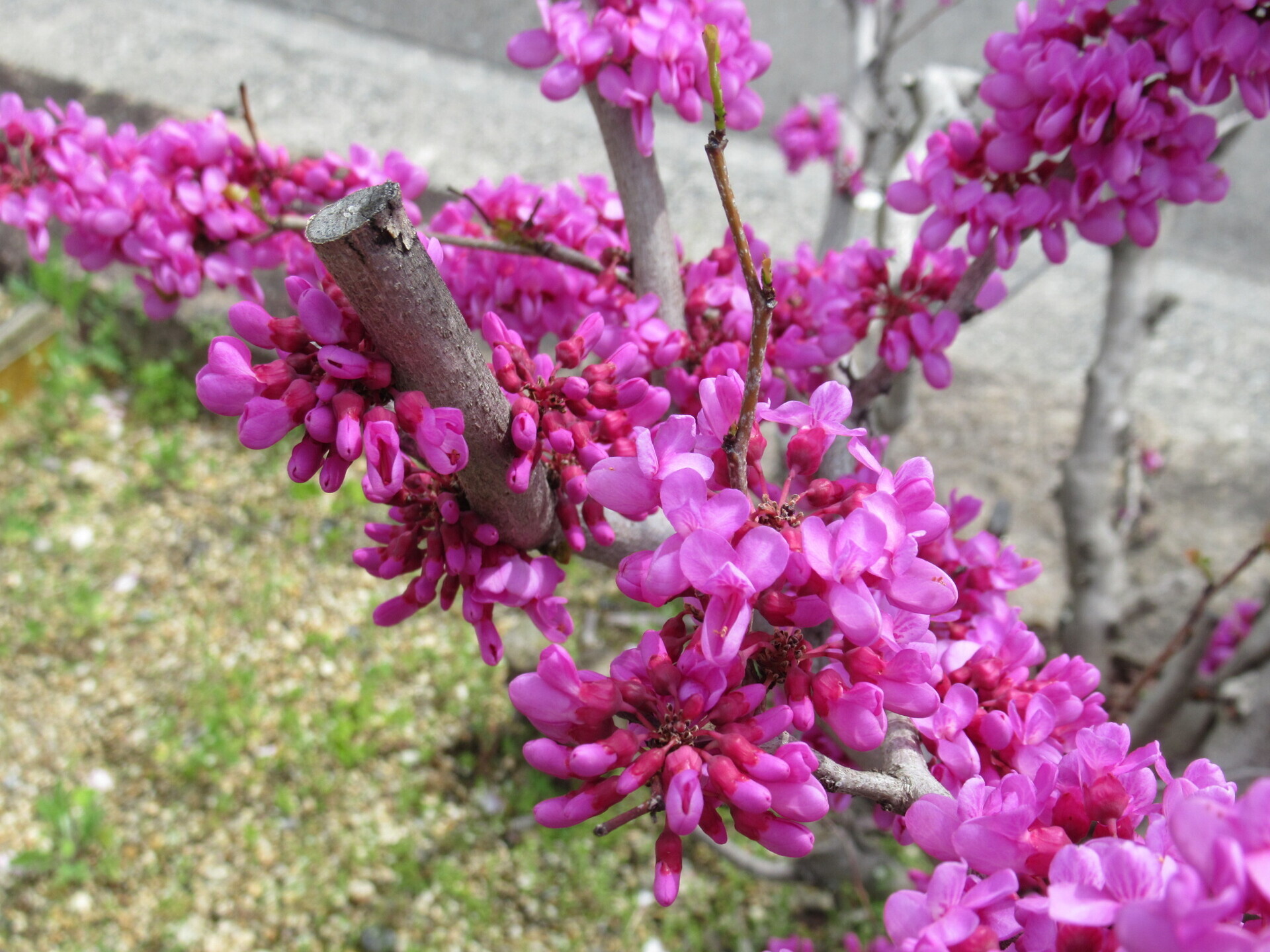 もうすぐGW: 1型糖尿病 今を楽しく生きる