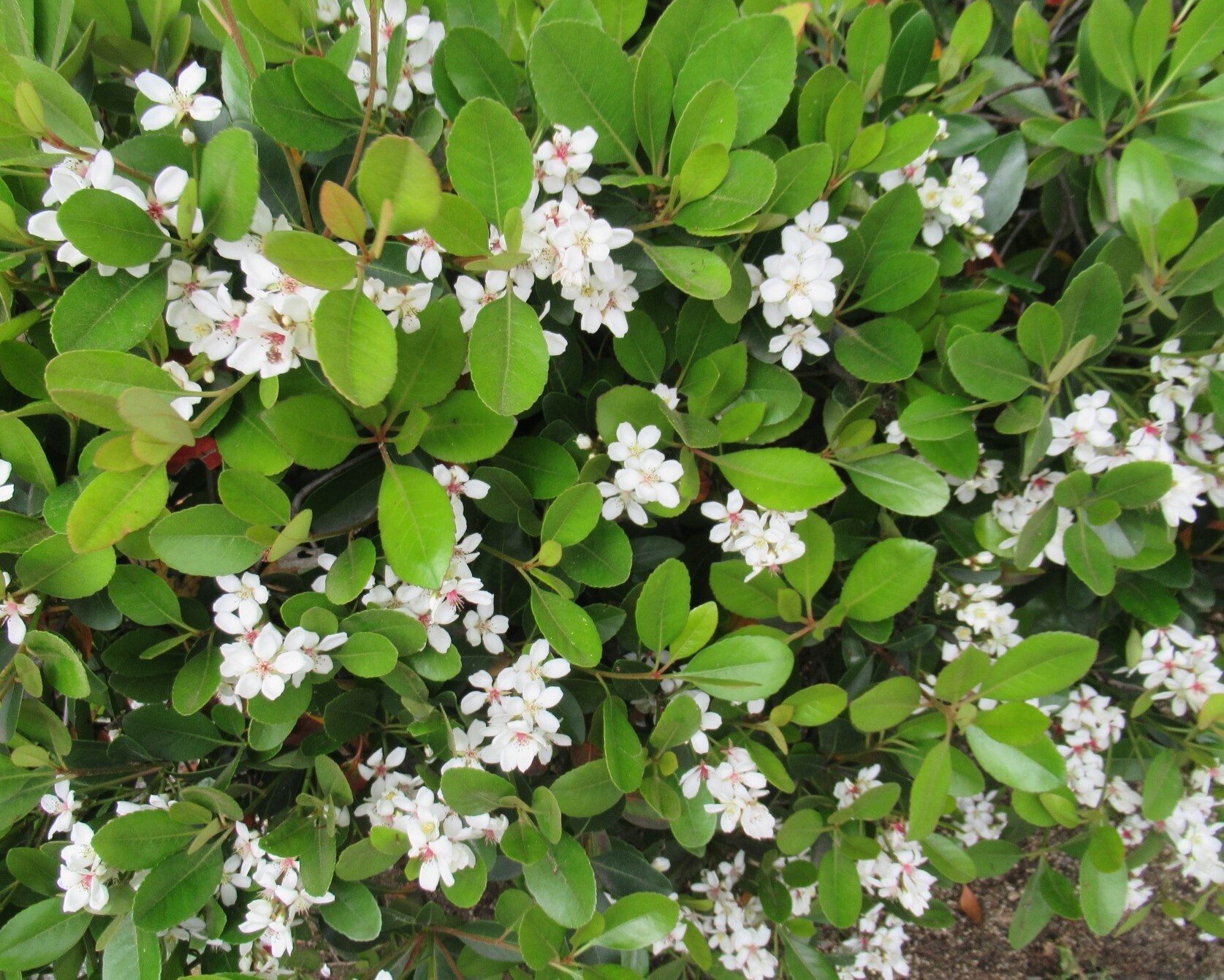 打ち間違い・・・: 1型糖尿病 今を楽しく生きる