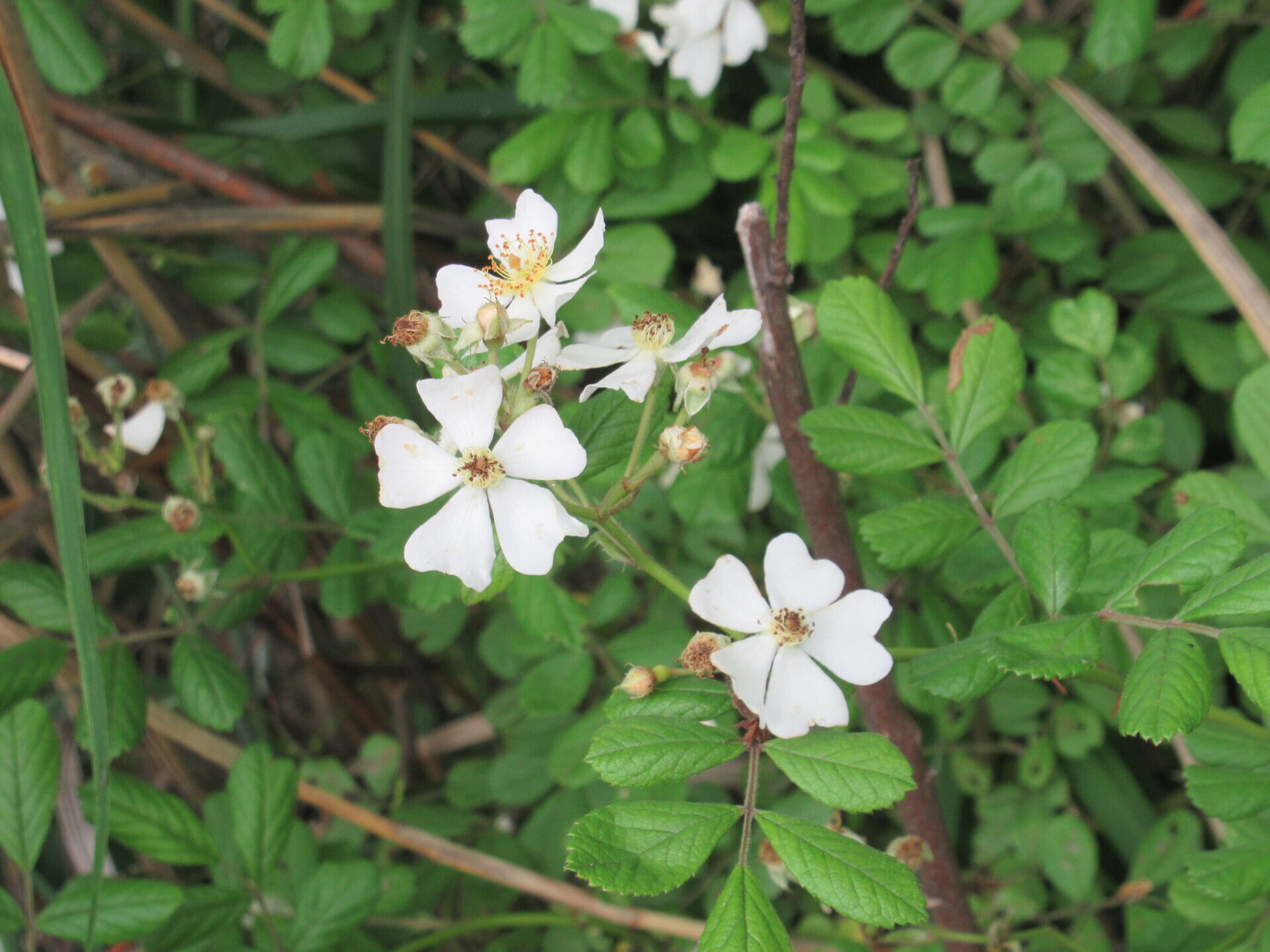 打ち間違い・・・: 1型糖尿病 今を楽しく生きる